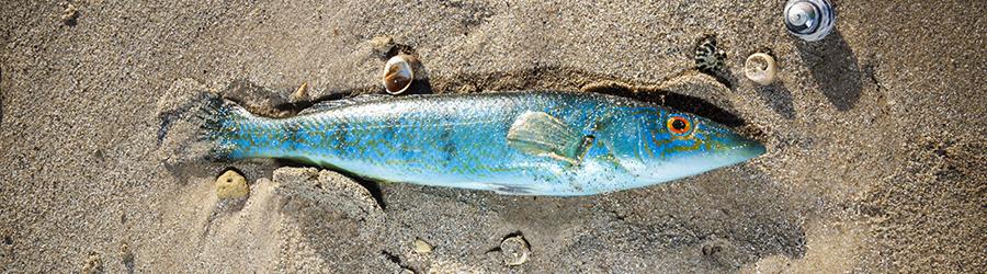 SA algal bloom ‘far too extensive’ to eradicate | The Saturday Paper