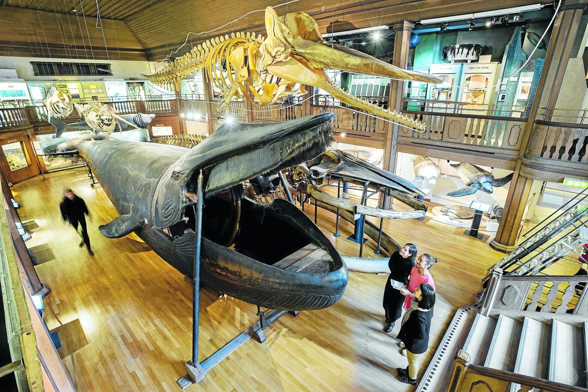 Gothenburg’s Malm Whale | The Saturday Paper