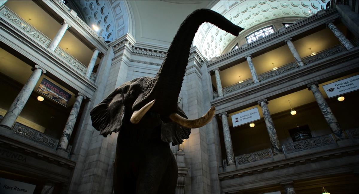 Werner Herzog’s Ghost Elephants | The Saturday Paper